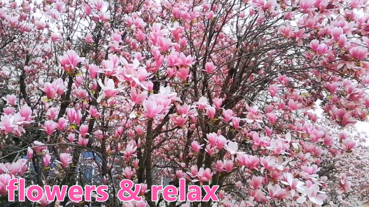 Relax music and flowers - wonderful beauty for good rest and meditation ...