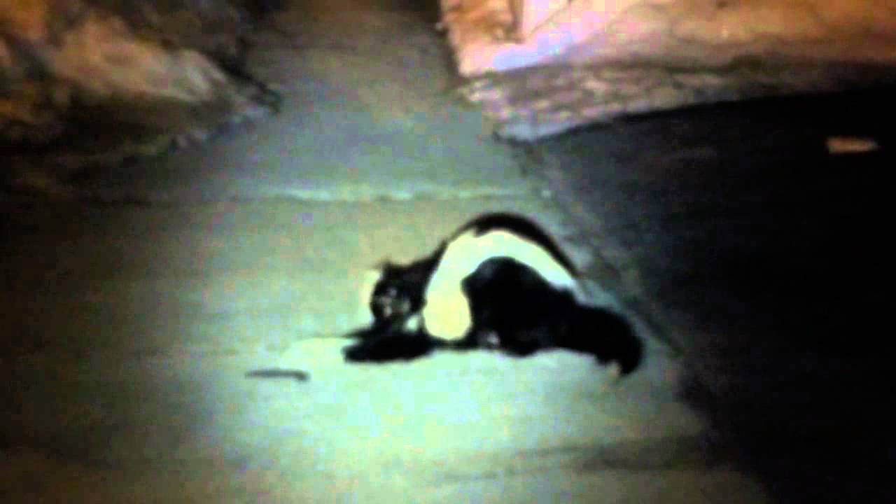 Skunks fighting or mating? (loudly) - YouTube