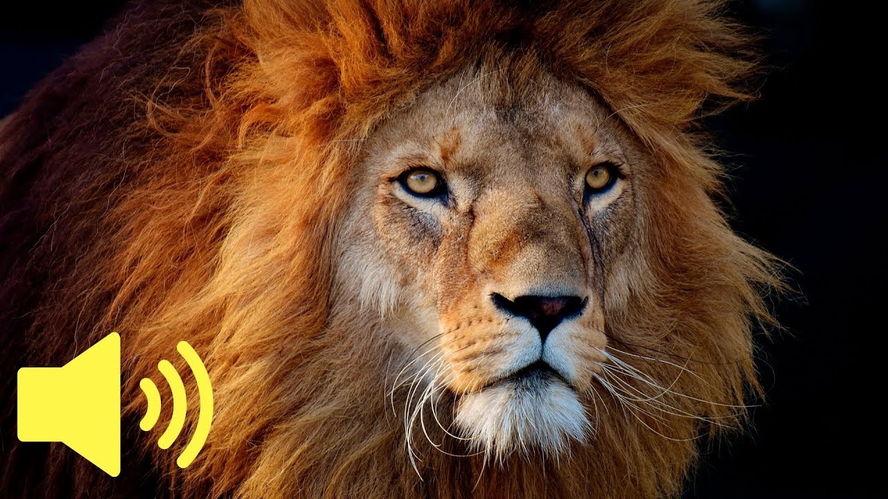 What does a Lion sound like? (Lion Roar Sound) - Animal Sounds - YouTube
