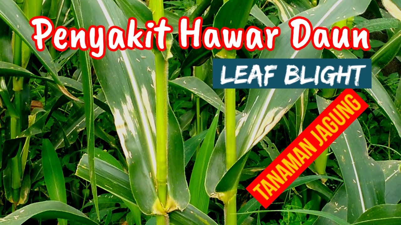 Penyakit Hawar Daun Tanaman Jagung - YouTube
