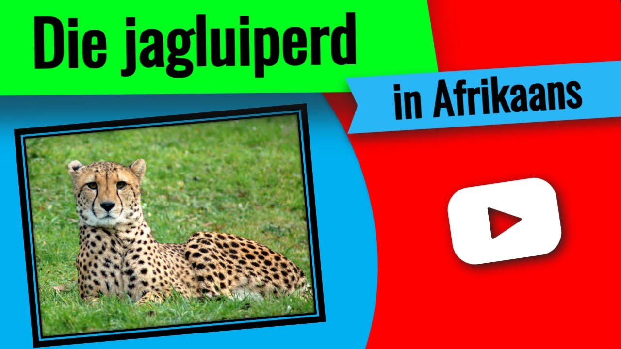 Die Jagluiperd Leer van die jagluiperd in Afrikaans - YouTube
