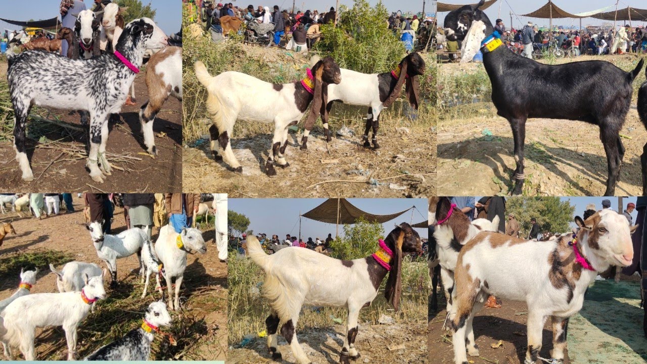 Sindhi Goats breeds Collection in Tandoadam bakra mandi - YouTube