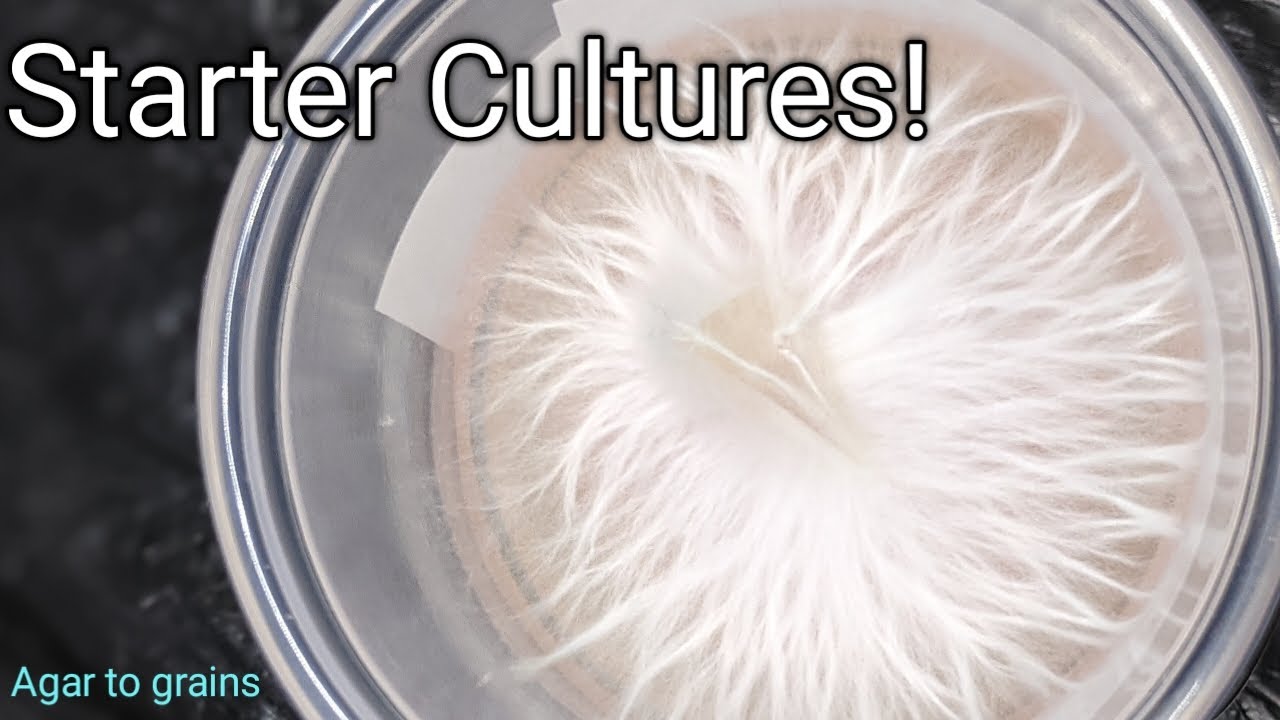 Starter cultures inoculation! - YouTube