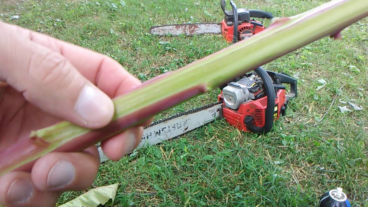 Polk stalks - YouTube