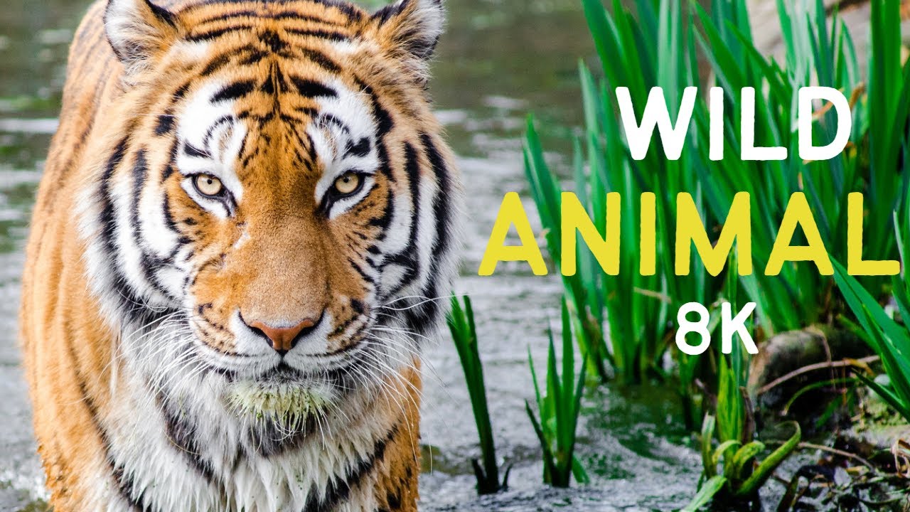 Wild Animals Collection in 8K ULTRA HD / 8K TV #2023 - World Funniest ...
