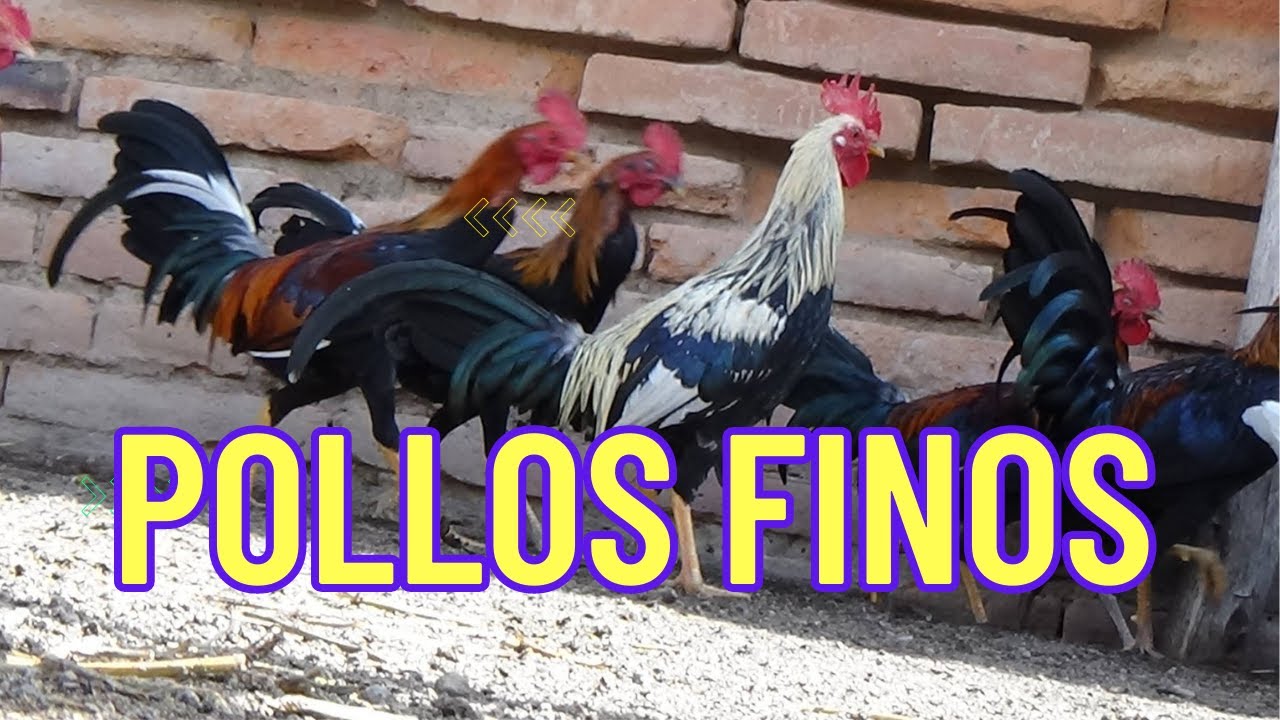 pollos finos en macheros crianza, maneja, instalación y alimentación ...