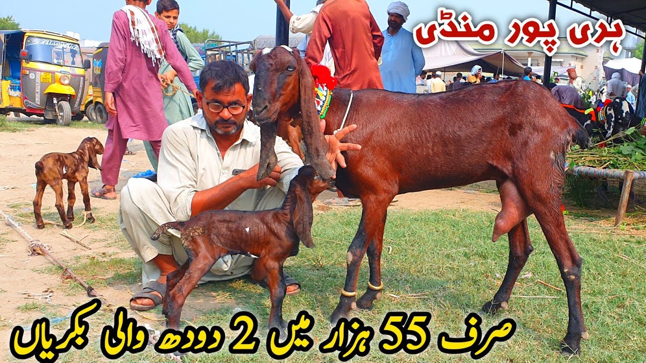 Desi Dogli Bakriyan Haripur Bakra Mandi Latest Update 26 September 2024 ...