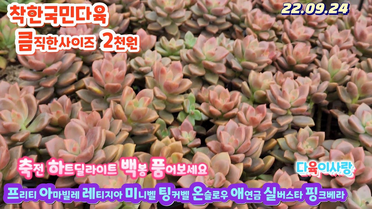 다육이사랑1탄 큼직한아가들 무조건2천원 특가세일 레티지아 미니벨 프리티 먼로 오리온 아마빌레 마커스 핑크베라 애연금 실루엣 백봉