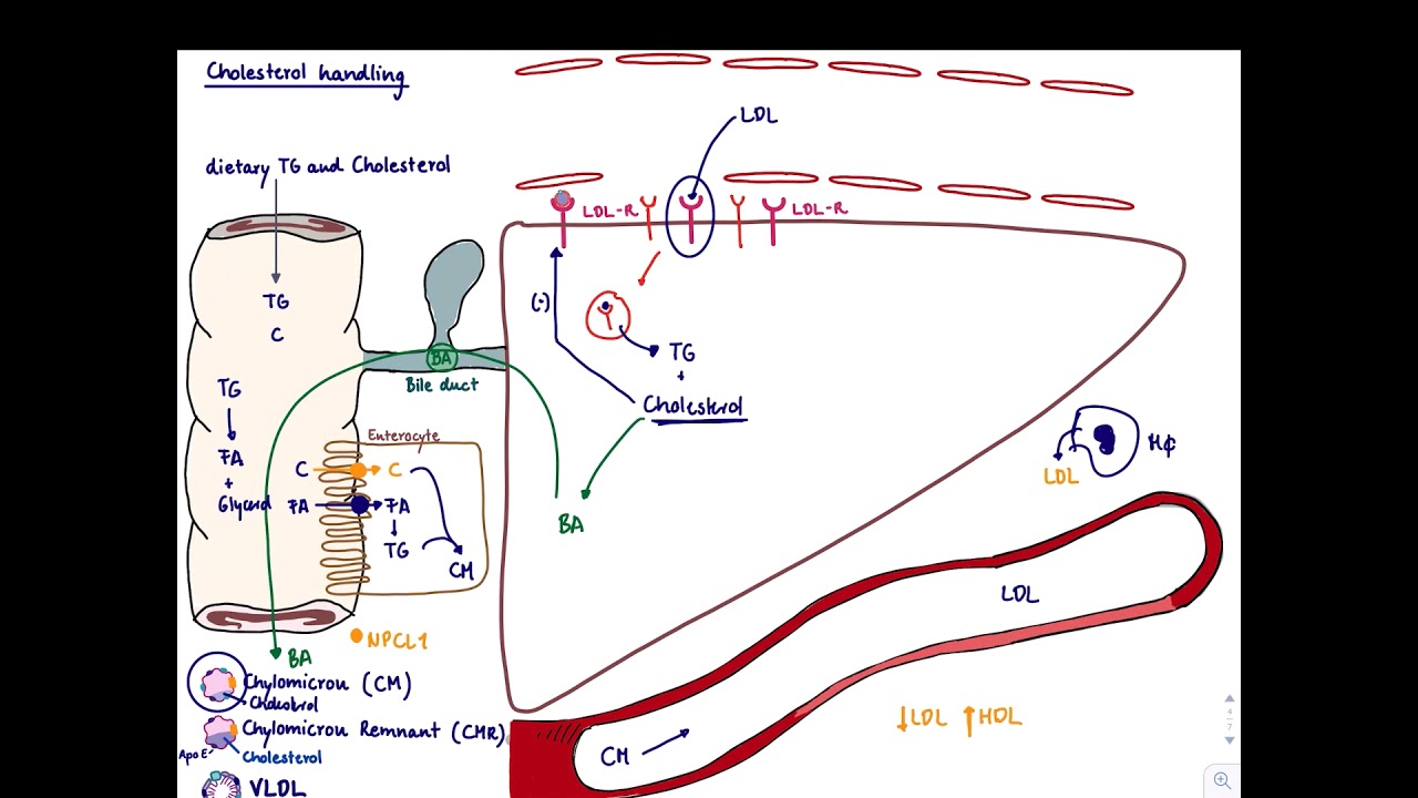 Brandl's Basics: Lipoproteins and cholesterol handling - YouTube
