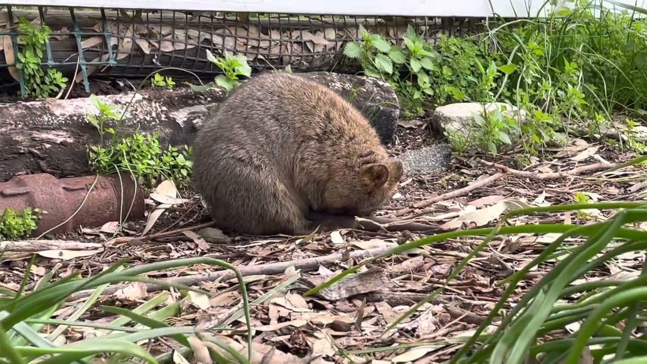 쿼카는 공손하게 잔다 Quokka sleeping polite - YouTube
