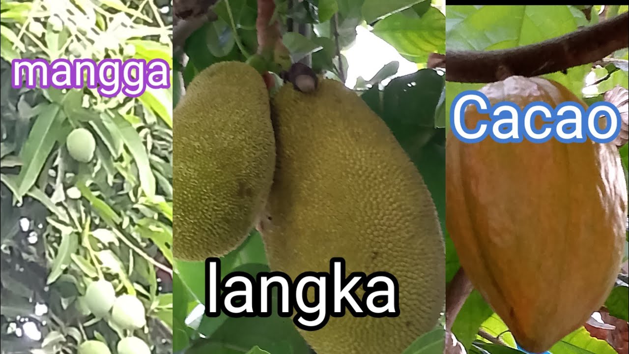 namonga,mangga,cacao at langka malalaki na, - YouTube