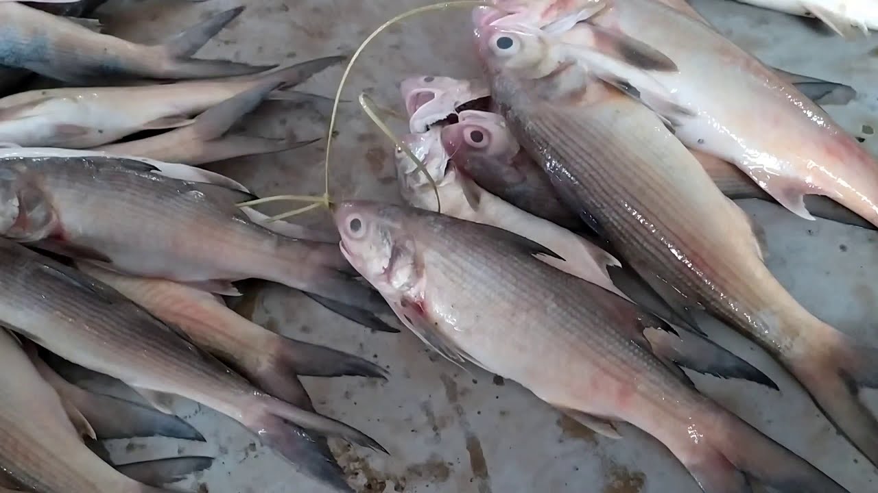 Ikan Kuro | Ciri-ciri Ikan Kuro - YouTube