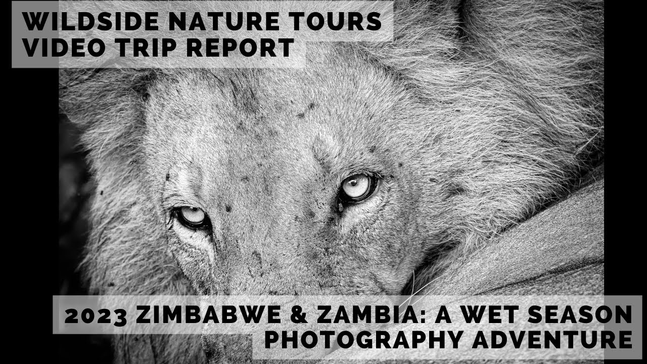Wildside Nature Tours 2023 Zimbabwe & Zambia: A Wet Season Photography Workshop Trip Video - YouTube
