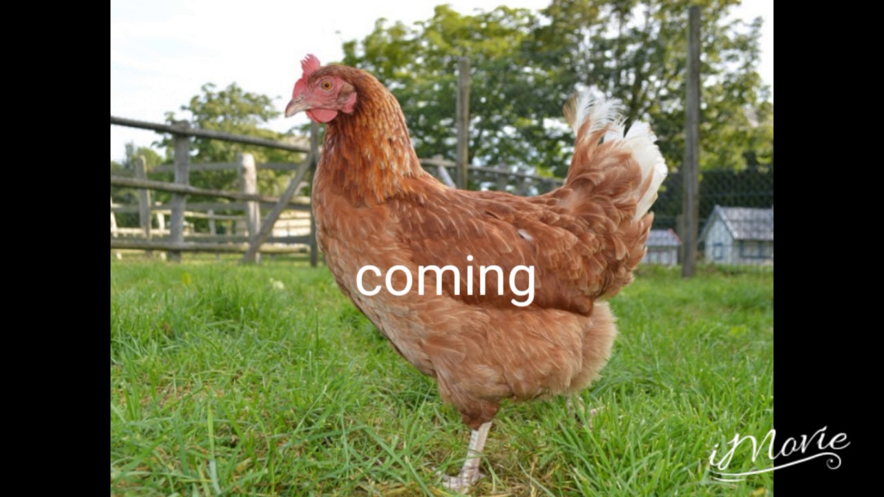 CHICKEN LAND TRAILER - YouTube