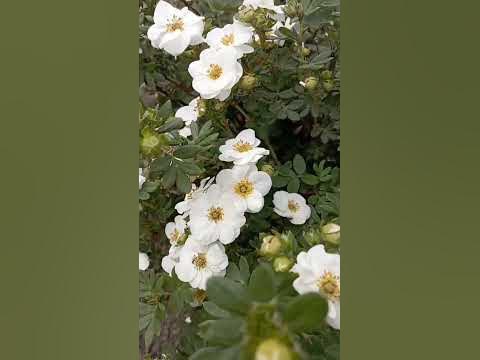 Лапчатка Крем Брюле 🤍#лапчатка#многолетники#дача - YouTube