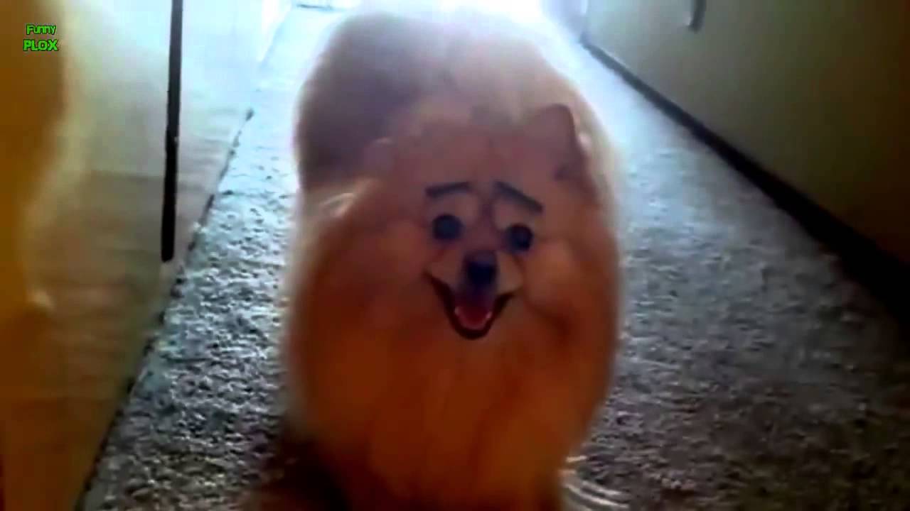 Perros graciosos con Cejas - YouTube