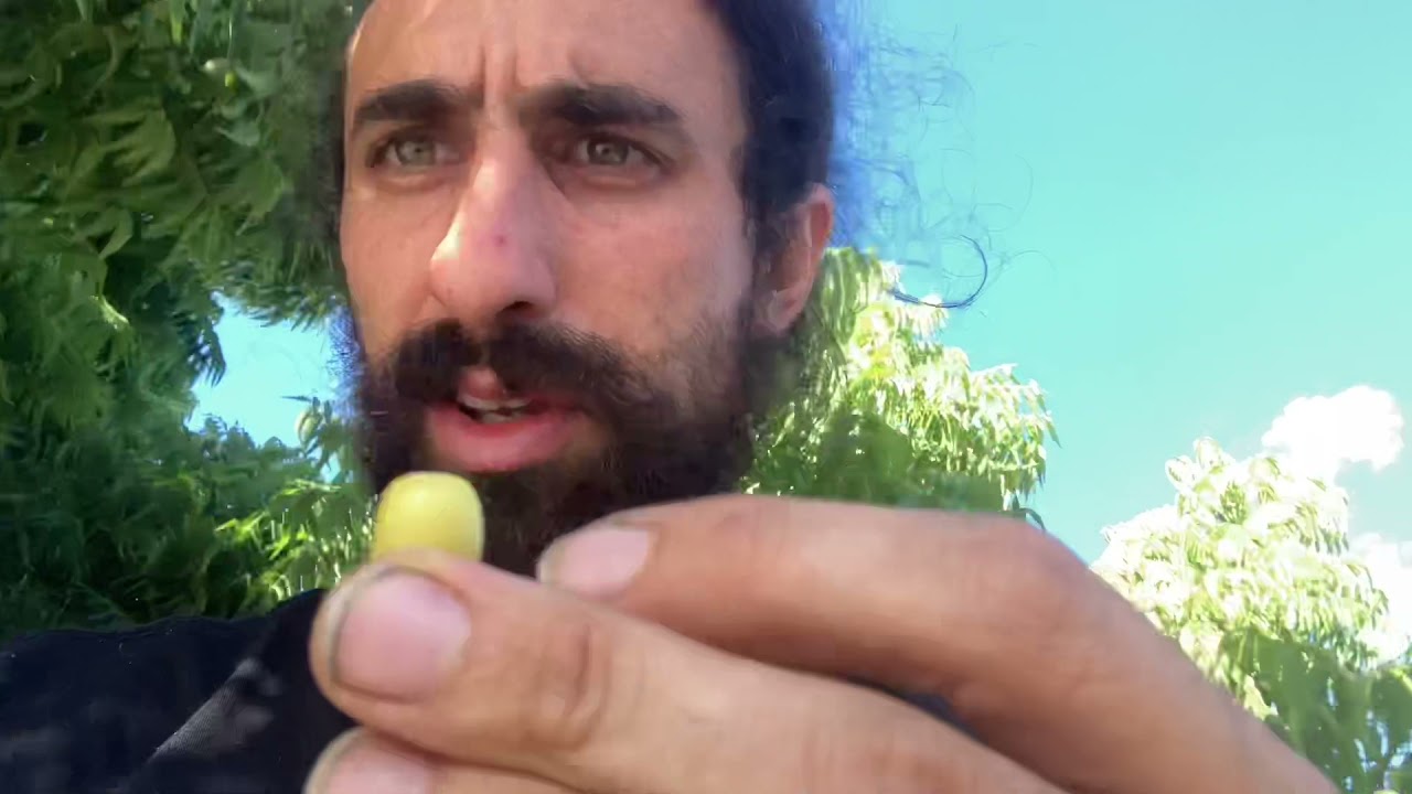 Neem Tree in South Florida with Fresh Seed - YouTube