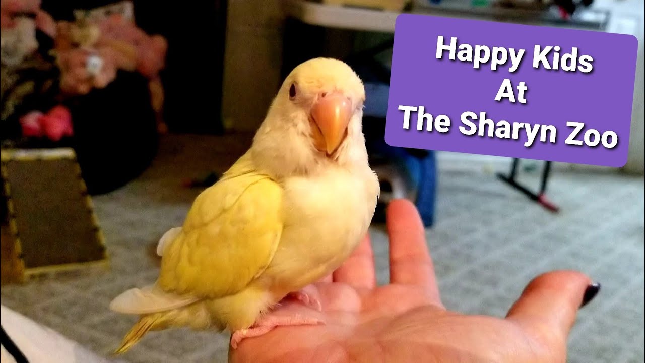 THE HAPPY KIDS OF THE SHARYN ZOO ON A RELAXING SATURDAY 💕 - YouTube