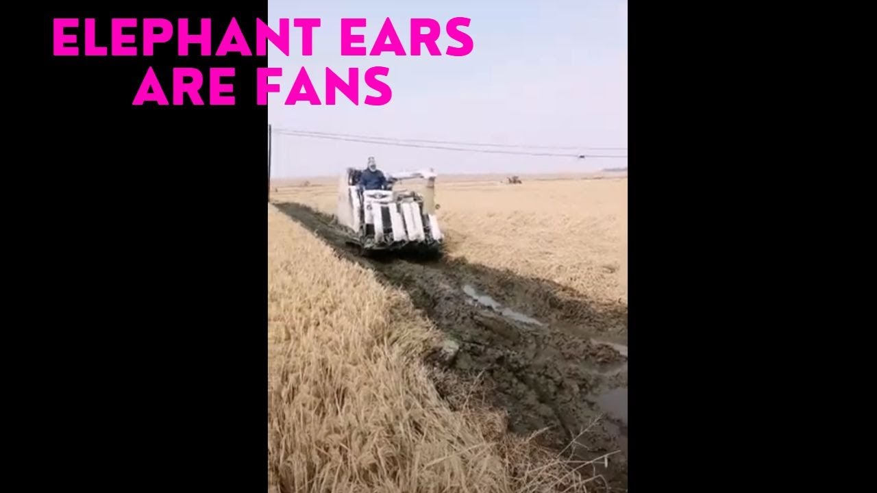 Elephant ears are fans - YouTube