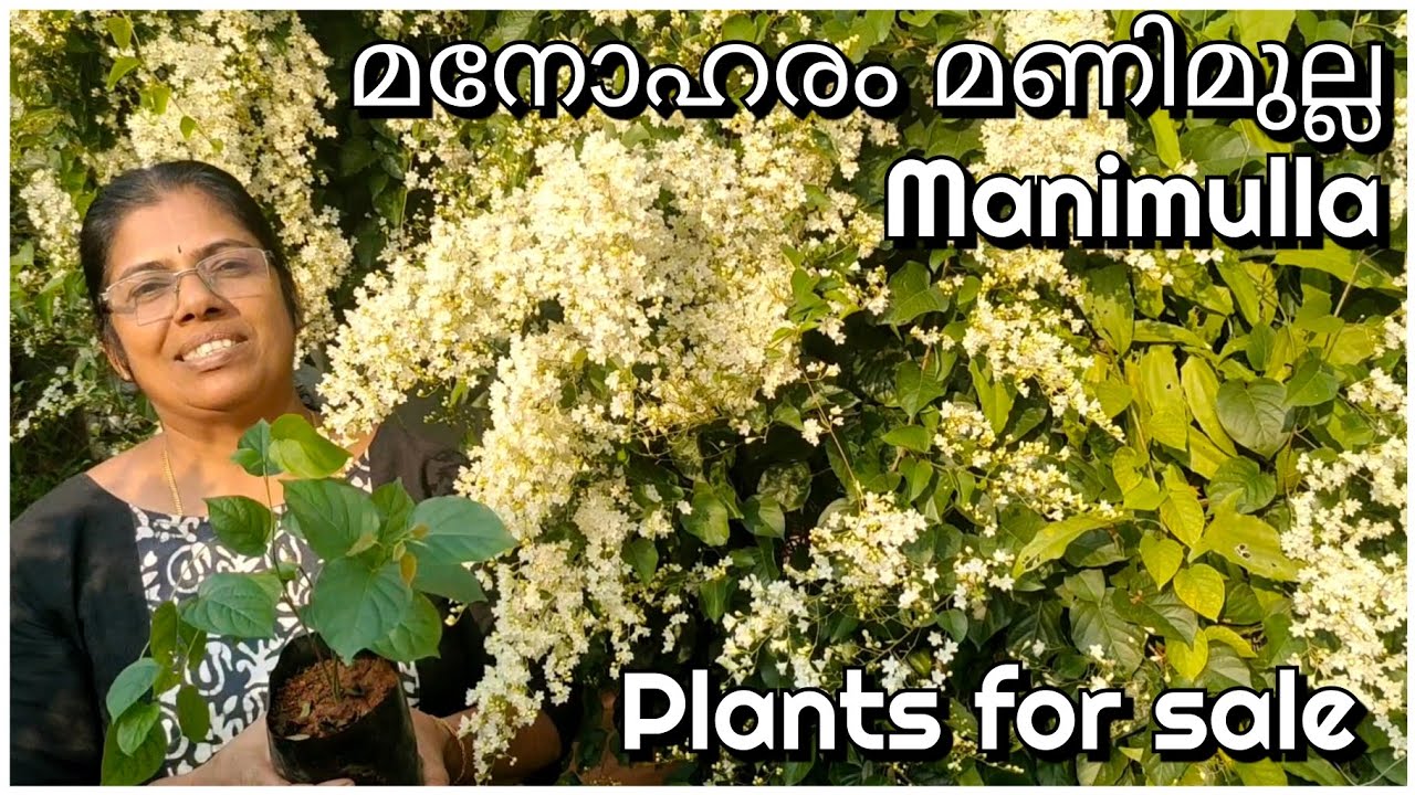 Manimulla plants for sale | മണിമുല്ല - YouTube