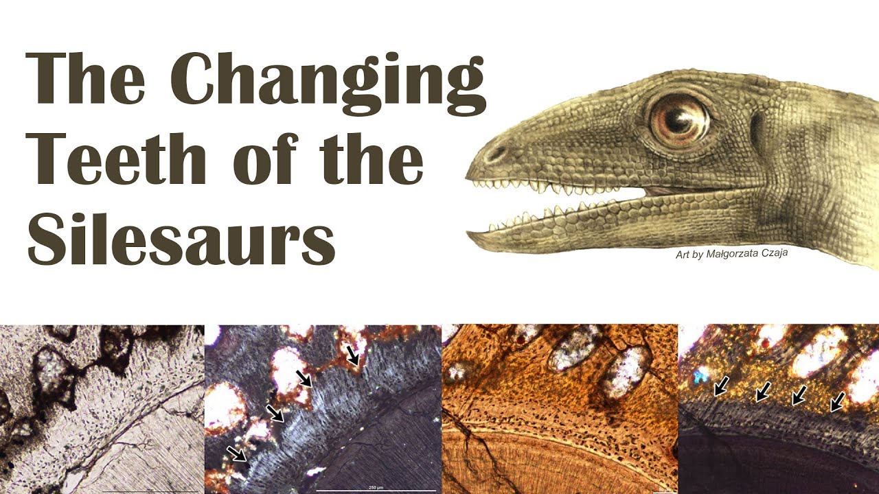 The Changing Teeth of the Silesaurs - YouTube