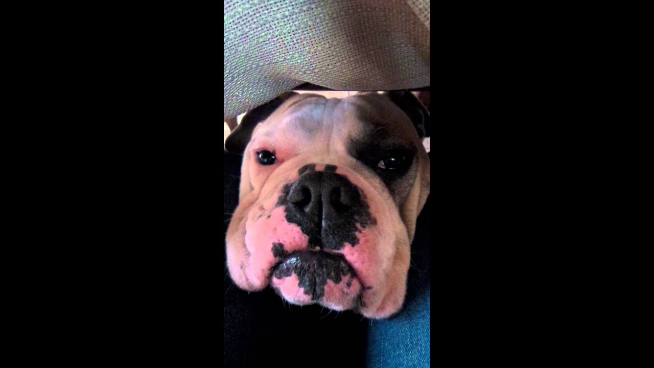 Hello, Adele, bulldog version - YouTube