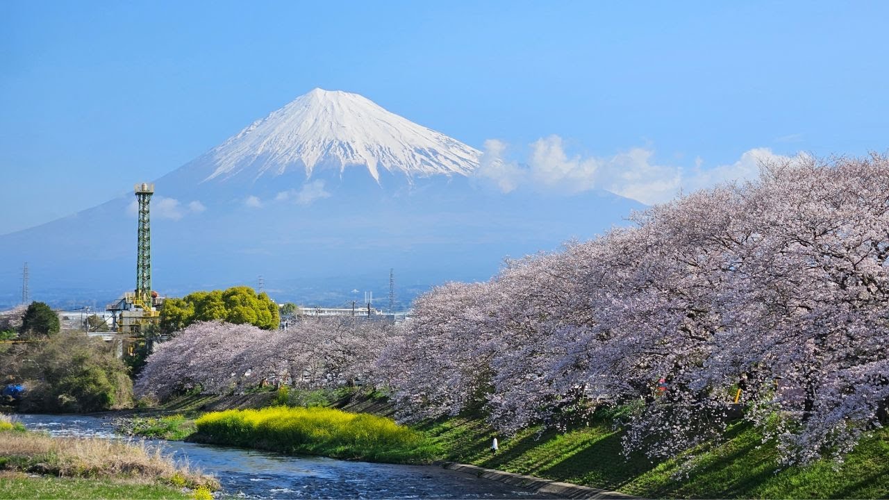 Mount Fuji and Cherry Blossom - Visit to Ryugenbuchi, a perfect place ...