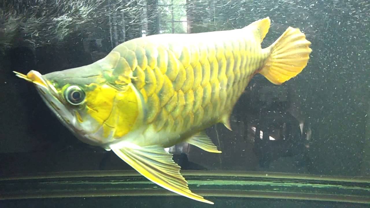 Arowana Emperor , Yellow Super Red - YouTube