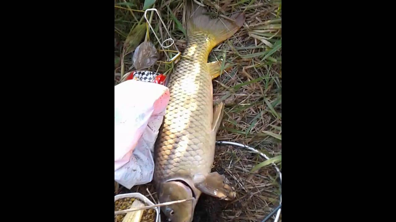 Pescaria na represa de mairipora - YouTube