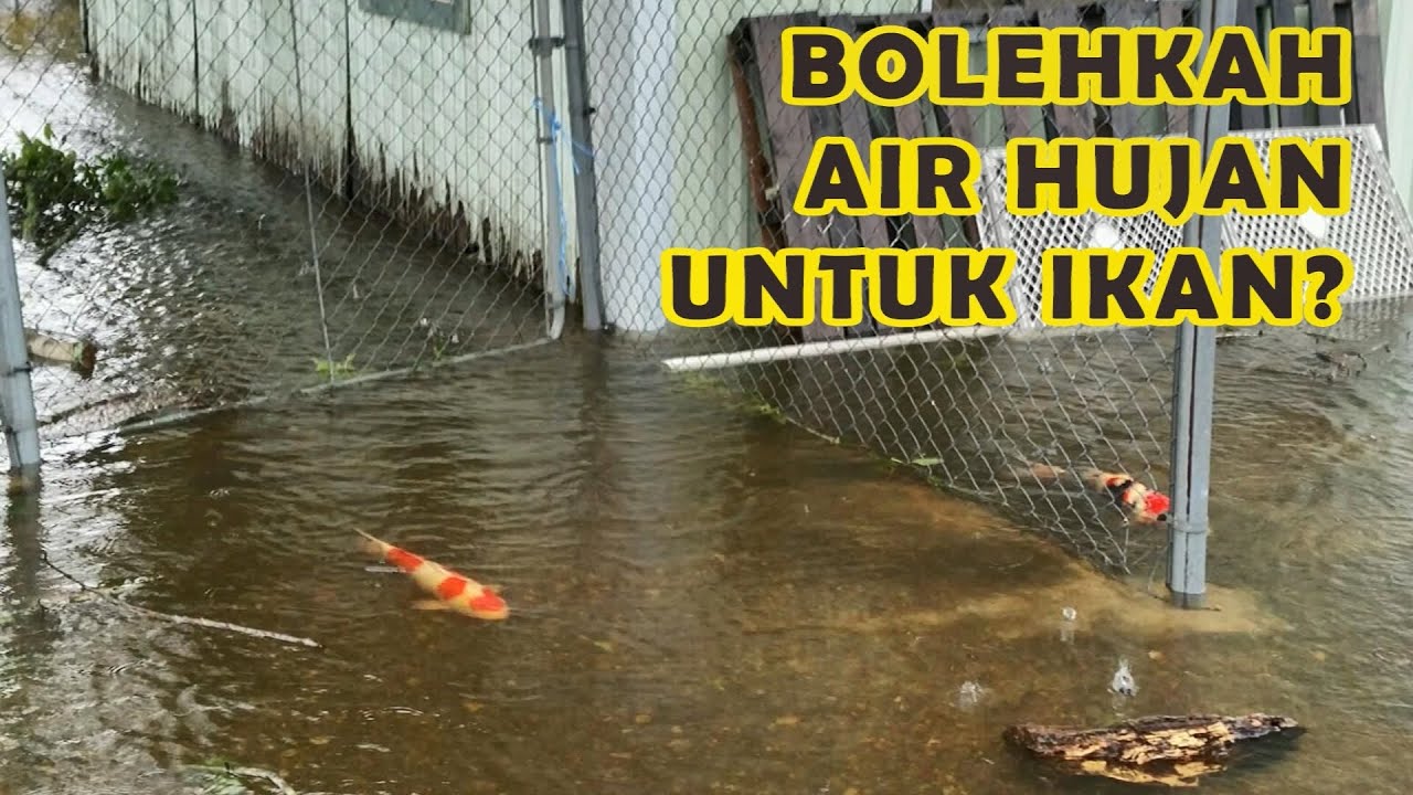 Air Hujan Buat Ikan? / Rain Water for Fish? - YouTube