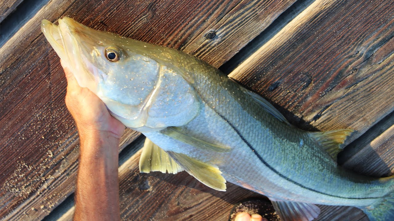Awesome Pier Snook Fishing! - YouTube