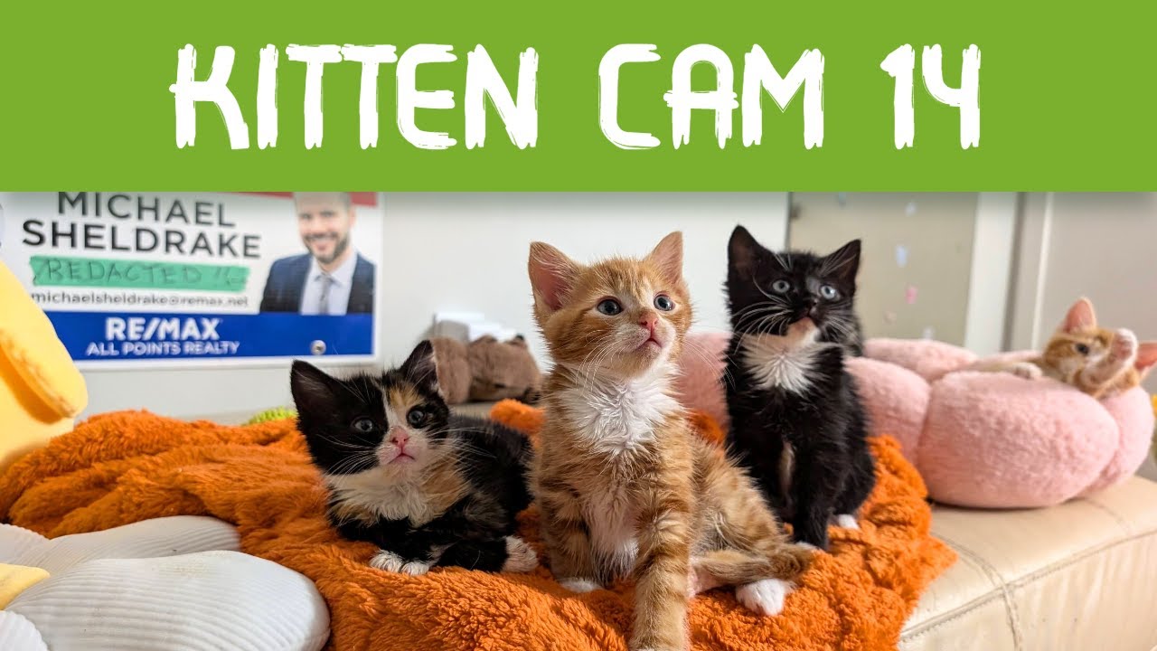 LIVE Kitten Cam 14: Day 97 - 3 kittens left! - YouTube