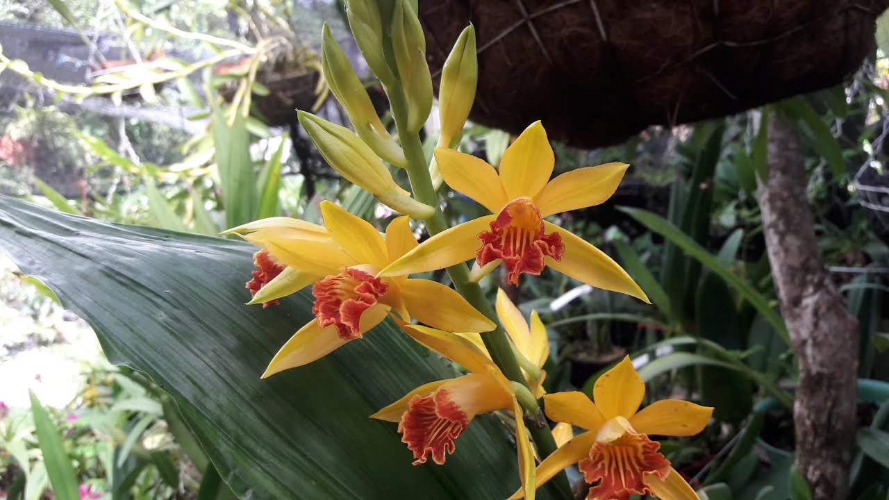 Phaius Flavus "orquidea del pantano amarilla"/ Phaius Flavus Orchid ...