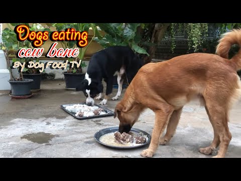 Dogs eating cow bone episode 500| By Dog Food TV - YouTube