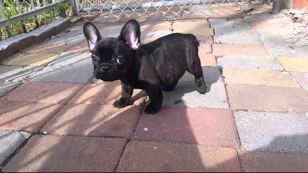 HOLEYMOLEYFRENCHIES PRODUCTION LIL STEWIE X LIL SOOKIE - YouTube