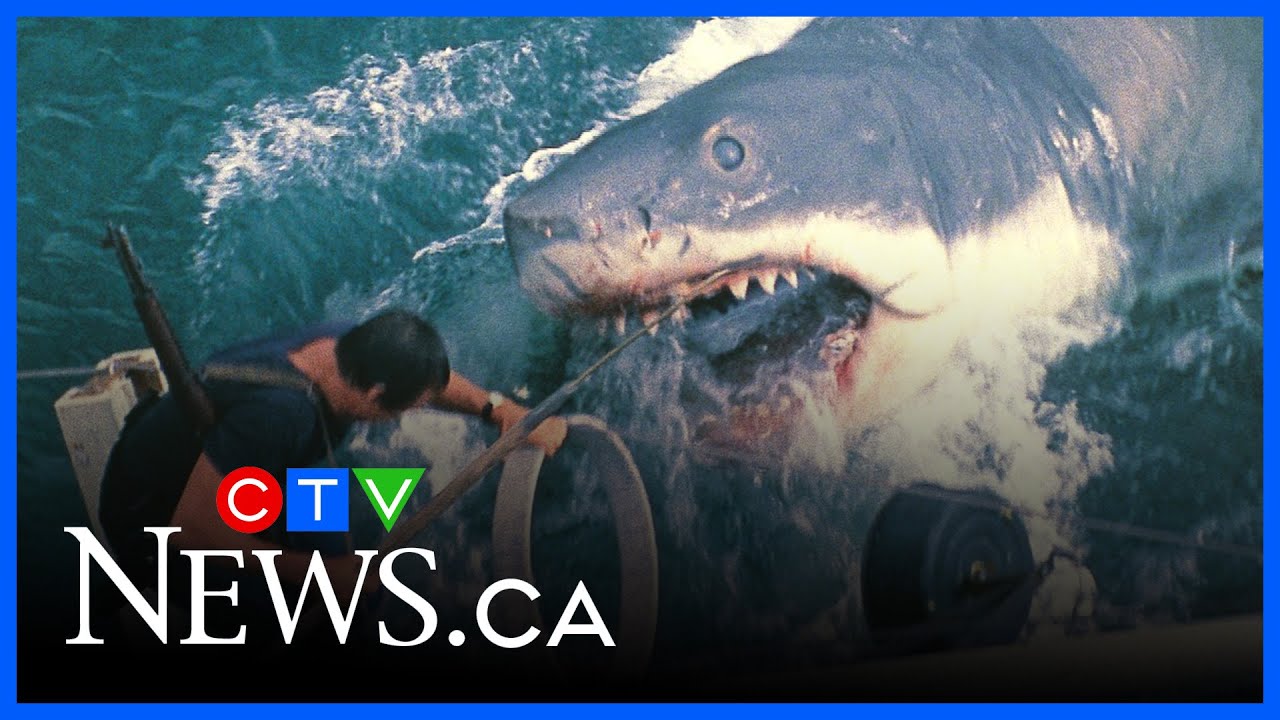 ‘Jaws’ turns 50 | Expert on why you don’t need to be afraid to get into ...