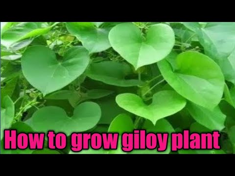 How To Grow & Care Gilo/Amrita/Guduchi Plant | Lets Do Nature - YouTube