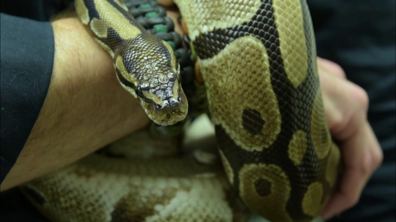 UF Health researchers uncover how snakes lost their legs - YouTube
