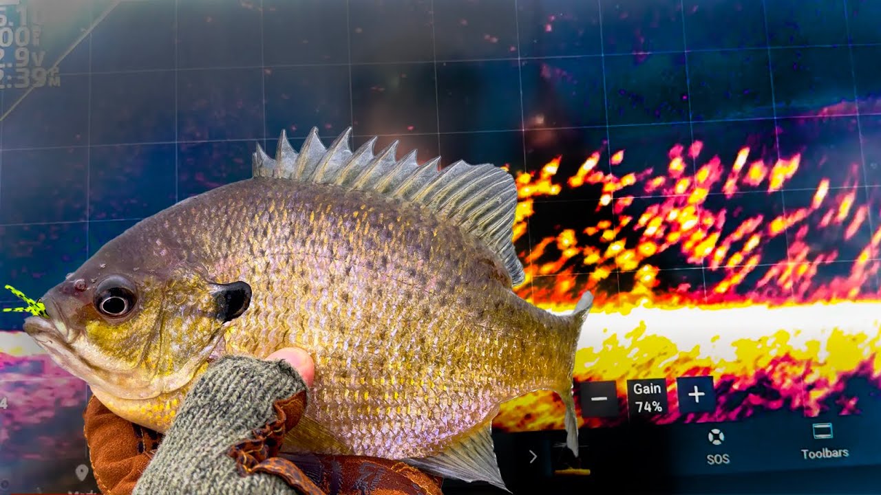 Finding and Catching Deep Winter Bluegills on Big Lakes - YouTube