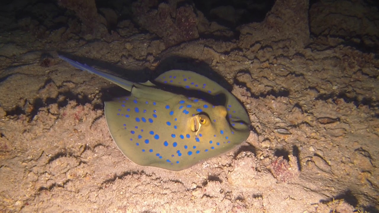 Red Sea - Marble Wreck Dive - YouTube