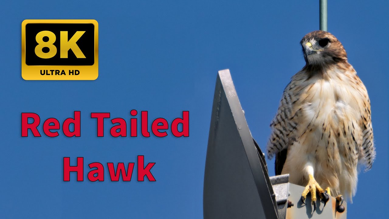 8k Crystal Clear Red-tailed Hawk Encounter | Perched on Tower (Natural ...