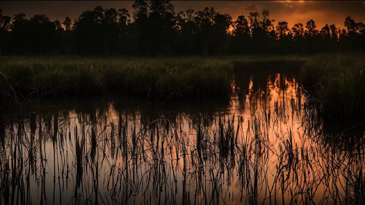 Soothing Swamp Sounds, Crickets and Frogs For Sleeping | Relaxing Sleep ...