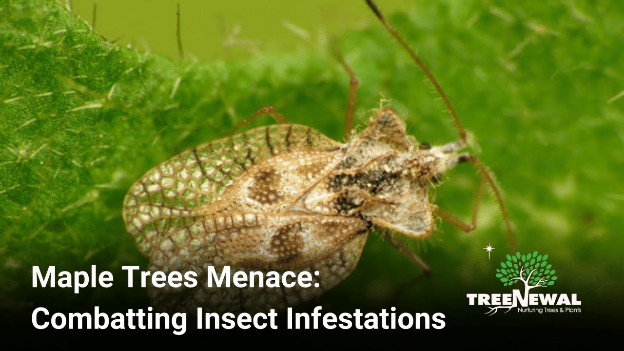 Maple Trees Menace: Combatting Insect Infestations - YouTube