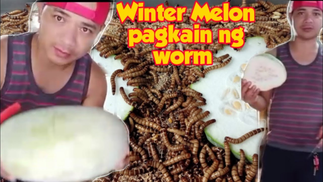 WINTER MELON/KUNDOL MAGANDANG PAGKAIN NG WORM - YouTube