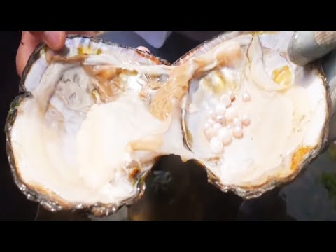 Inanılmaz! Çirkin Resifte Güzel Bir İnci Buldum! İnci Kraliçesi