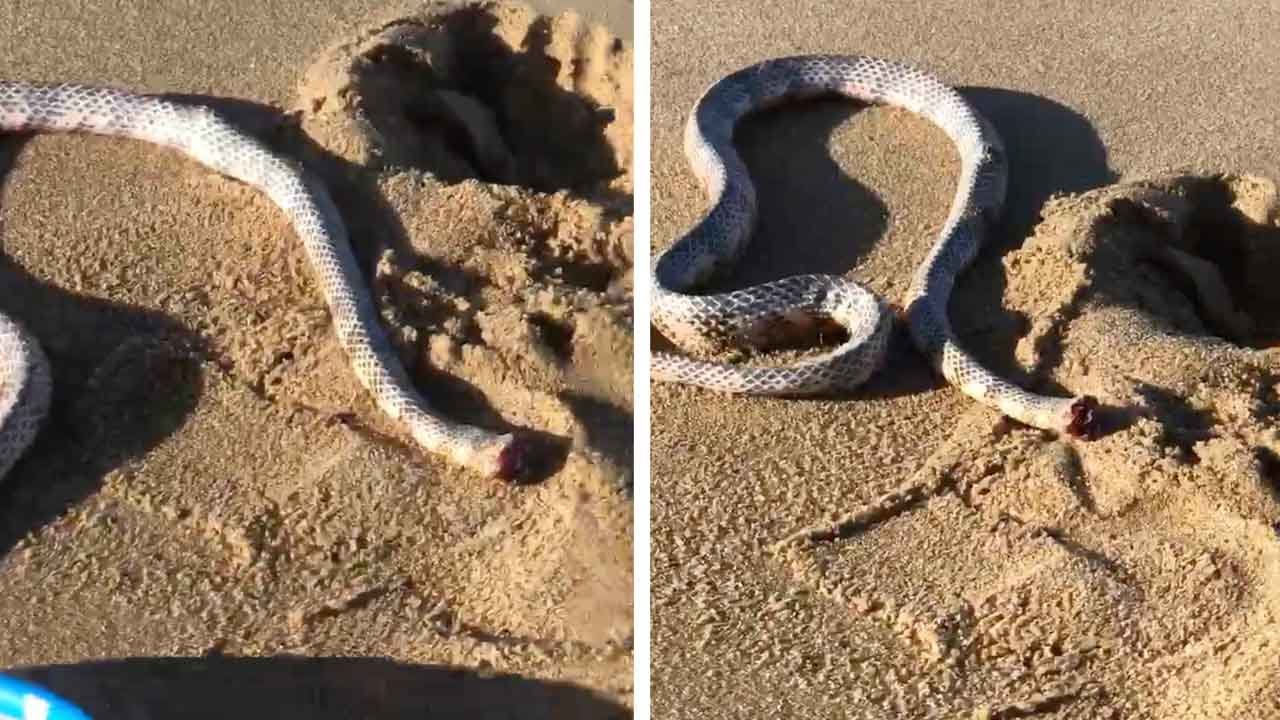 Beach Goes Stumbles Across Headless Snake - YouTube