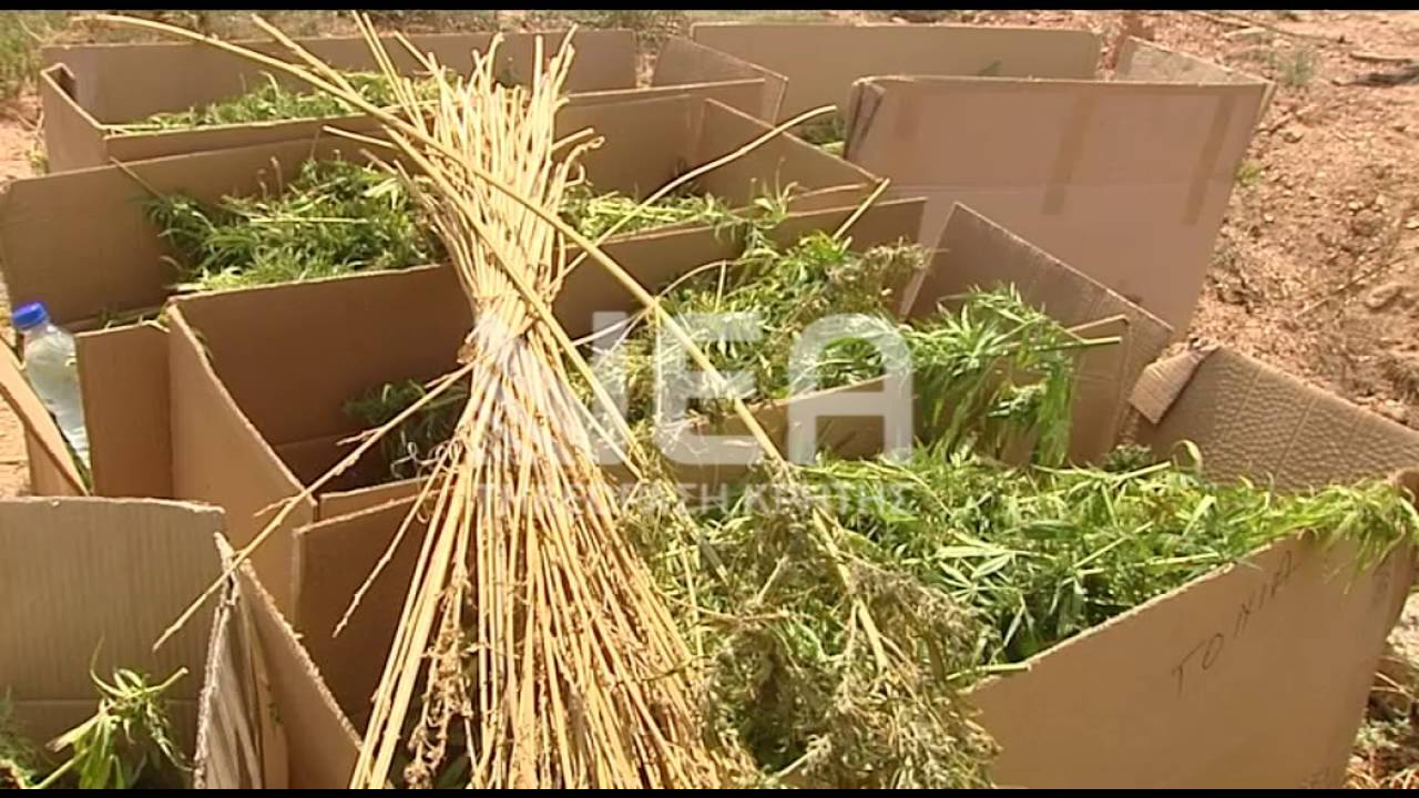 ΣΥΖΗΤΗΣΗ ΓΙΑ ΤΗΝ ΚΛΩΣΤΙΚΗ ΚΑΙ ΦΑΡΜΑΚΕΥΤΙΚΗ ΚΑΝΝΑΒΗ - YouTube
