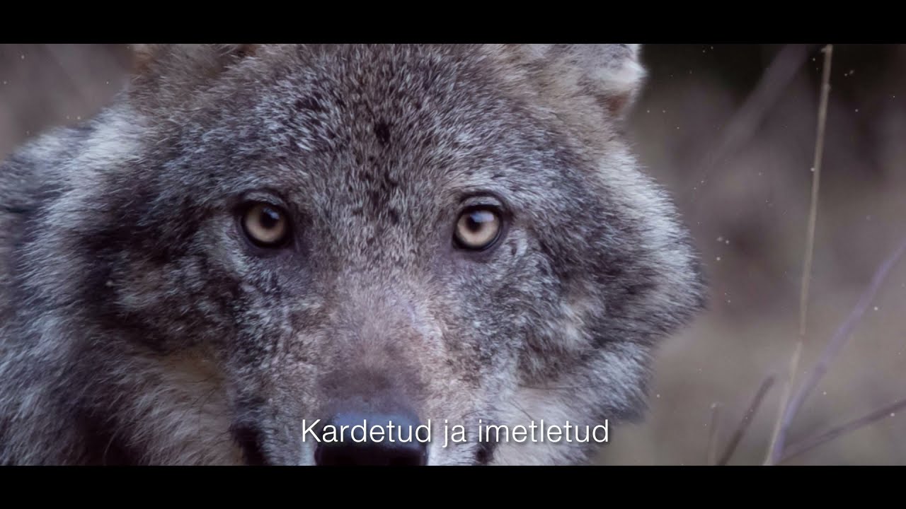 Eesti Pank laseb ringlusse rahvusloom hundile pühendatud 2eurose mündi ...