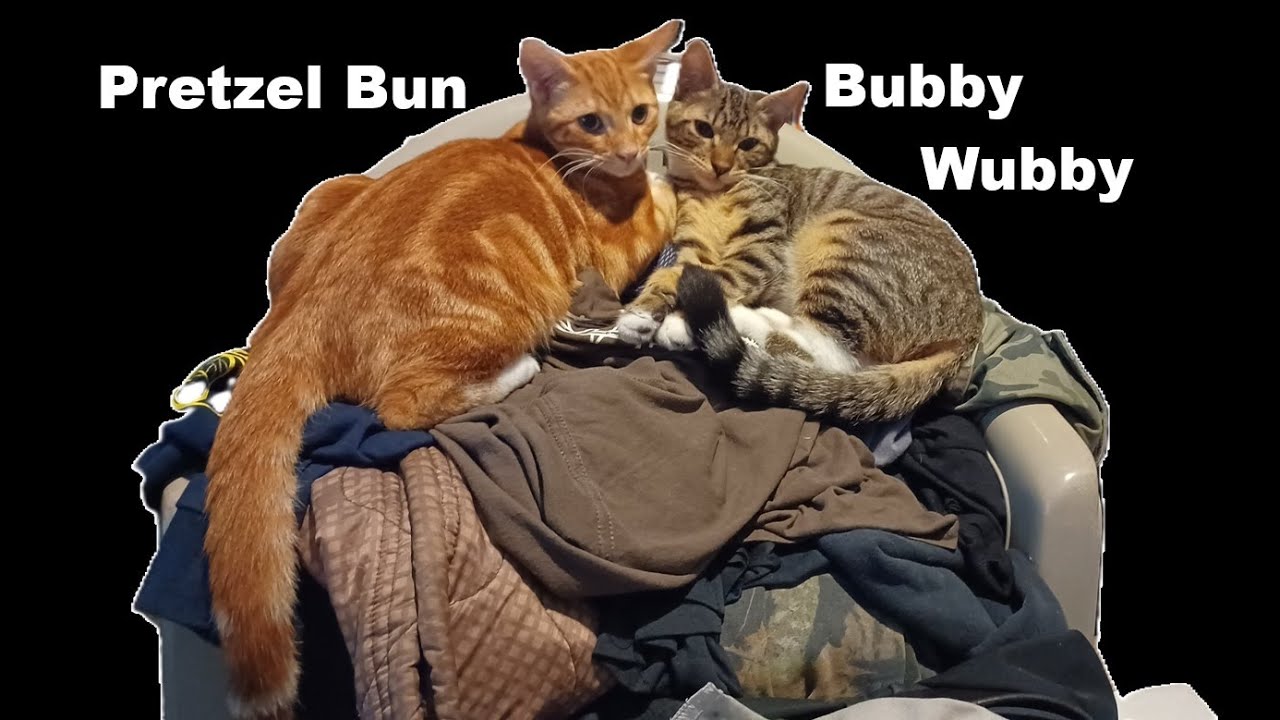 Week 14 Swirly Spotted kittens, Cats playing and resting, Pretzel Bun ...