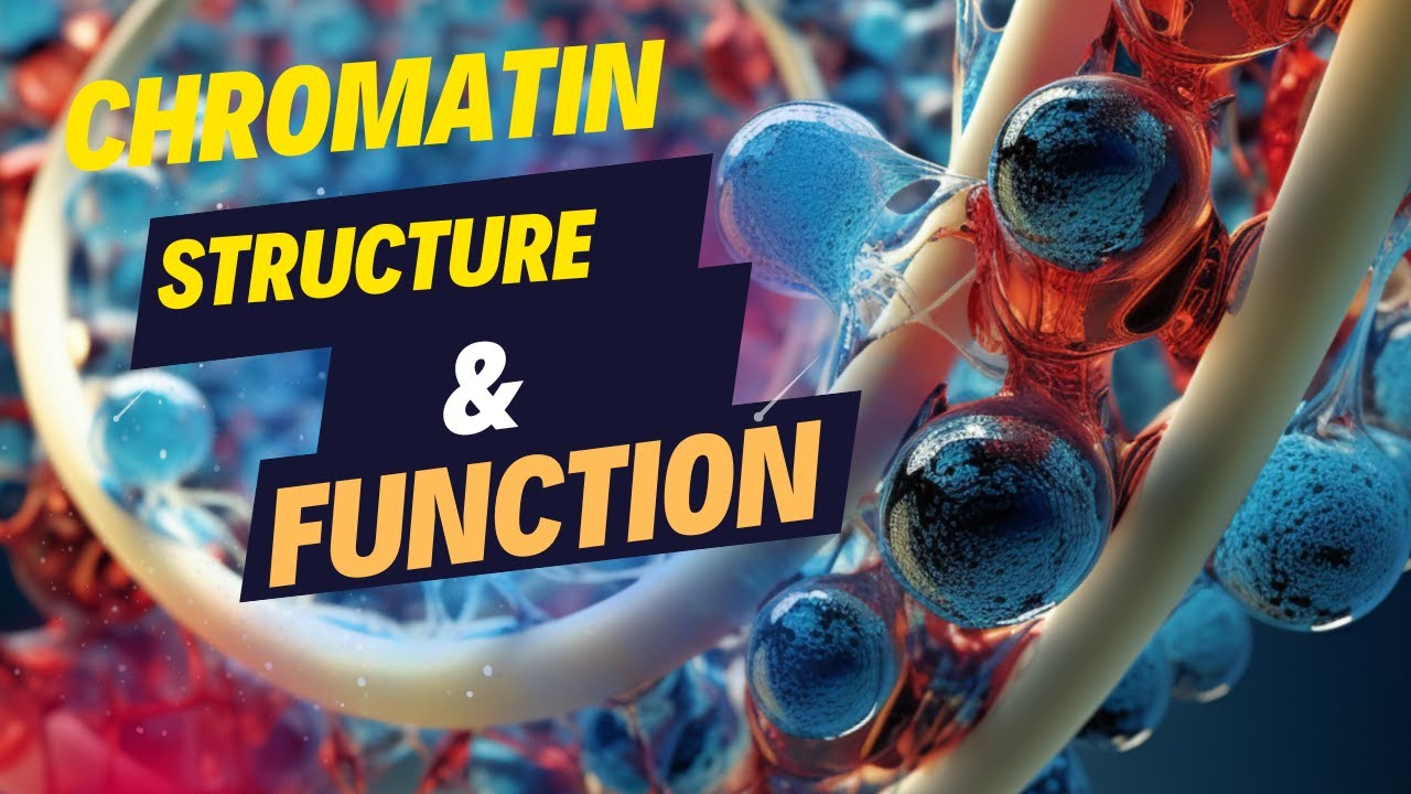 Chromatin Structure and Function - YouTube